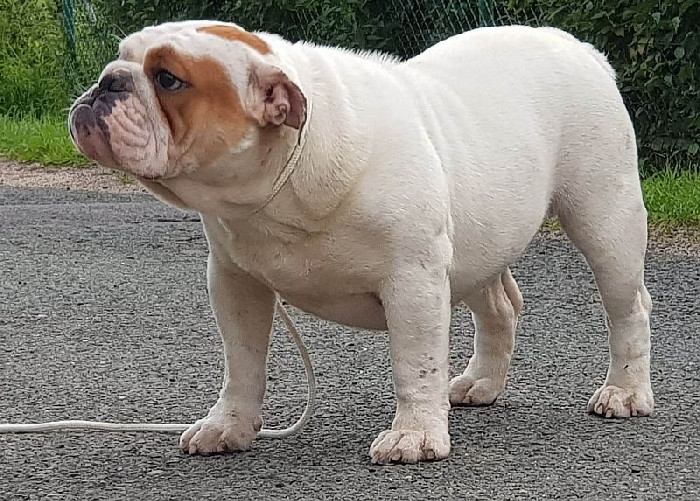 Beta My Gal Bull :: Tutto Bella